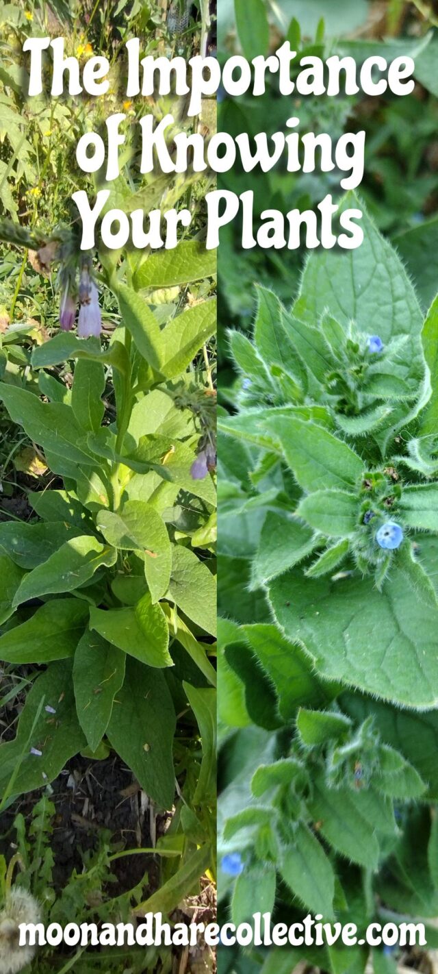 The Importance of Knowing Your Plants - Moon and Hare Collective