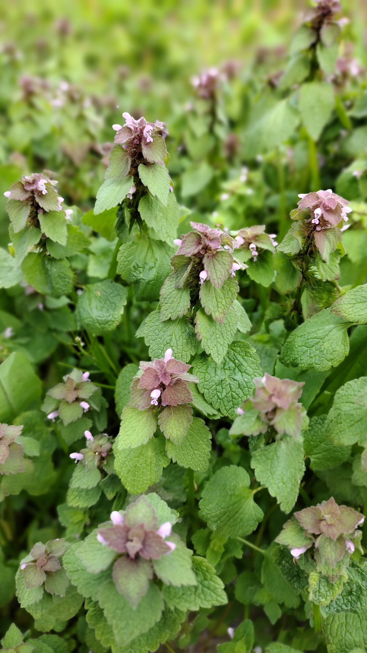 5 Powerhouse Herbs that Might Be Growing as Weeds in Your Yard - Moon ...